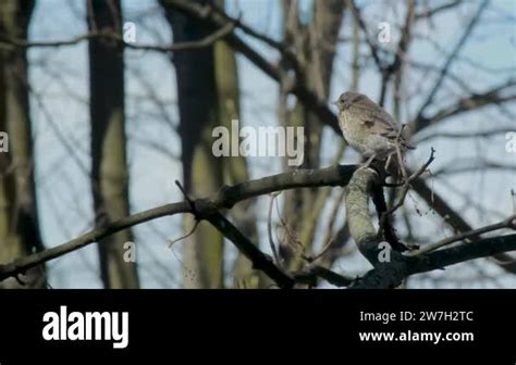 Redwing Thrushes Stock Videos And Footage Hd And 4k Video Clips Alamy