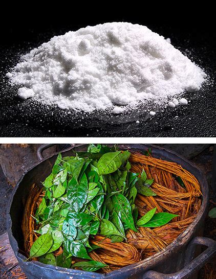 Synthetic Dmt Lab Vs Plant Based Dmt Serving The Synthetic Dmt Lab Vs Plant Based Dmt Serving The
