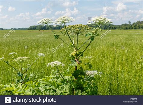 Cow Parsnip Blooms Stock Photo Alamy