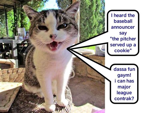 Baseball Cat Memes