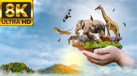 African Wildlife 8k Ultra Hd 60fps African Wildlife 8k Hdr Dolby Vision Video Youtube