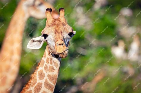 로스차일드 기린 북부 기린의 이 아종은 야생에서 심각하게 멸종 위기에 처해 있습니다 프리미엄 사진