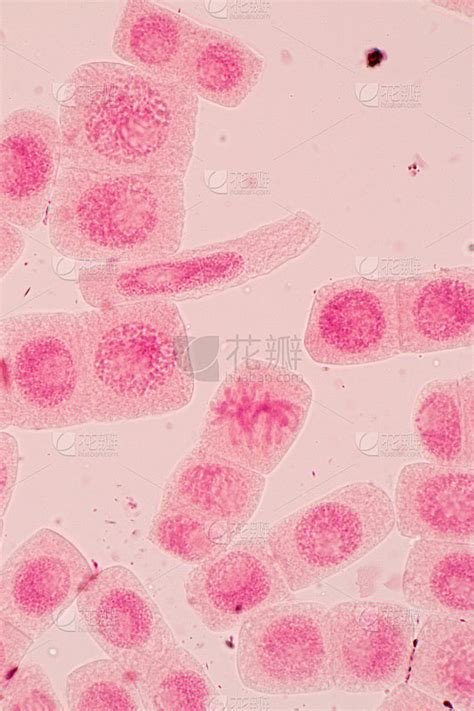 洋葱根尖和根尖有丝分裂细胞的显微镜观察。