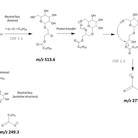 Proposed Collision Induced Dissociation Cid Pathways Of Mgdg