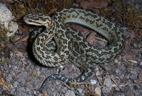 ჩინეთში აქამდე უცნობი სახეობის გველი აღმოაჩინეს