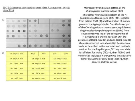 Ppt Microarray Hybridization Pattern Of The P Aeruginosa Outbreak