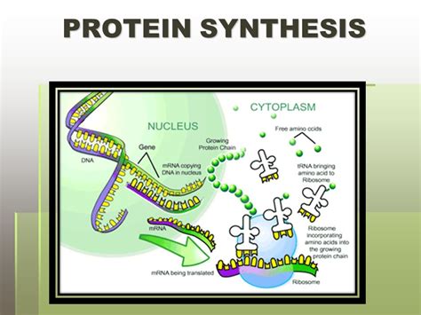 protein synthesis model project