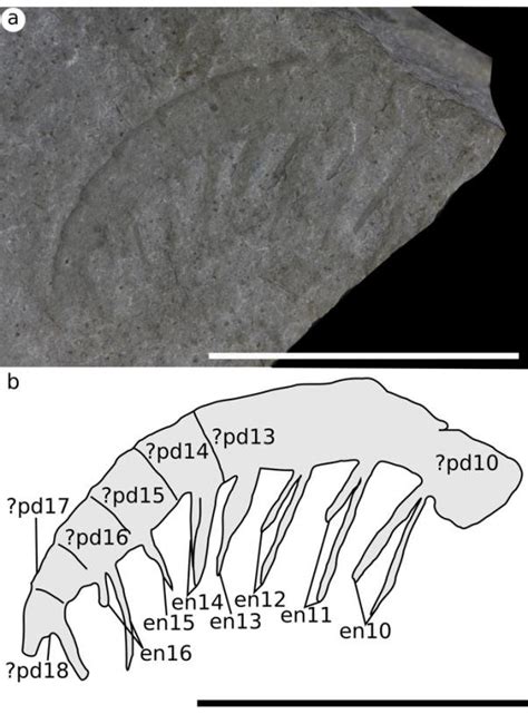 Tamisiocaris Aff Borealis From The Kinzers Formation A B Pa 388 Download Scientific
