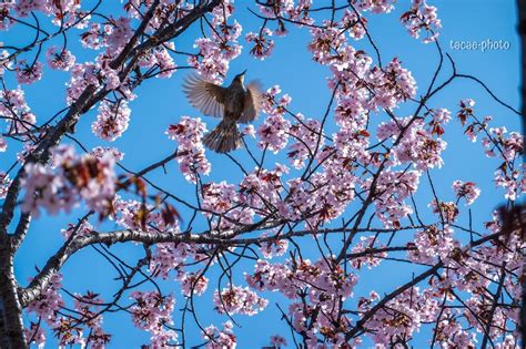 春が来た イロドリ