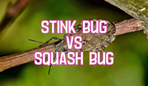 Stink Bug Vs Squash Bug Similarities And Differences