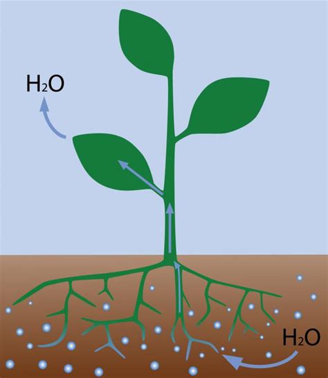 What Are The Differences Between Diffusion And Osmosis