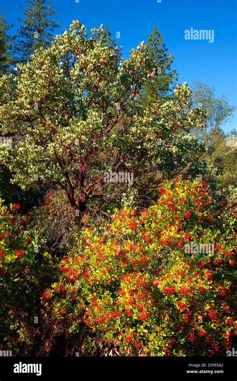 Toyon Heteromeles Arbutifolia And White Leaf Manzanita