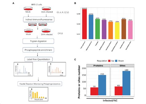 A Quantitative Overview Of The Phosphoproteomic Analysis Of