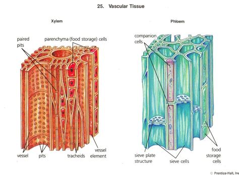 Phloem Tissue Diagram Tissue Photos And Wallpaper