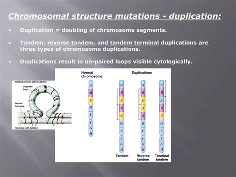 Structural Chromosomal Abberations And Mutation Pptx