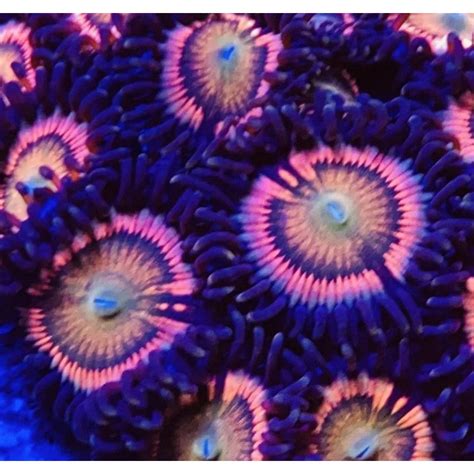 Corals Archives Premium Live Corals Lps Sps Softies Stunning Reef