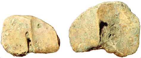 Roe Deer Metacarpus On The Left Compared With Sheepgoat Metacarpus Download Scientific