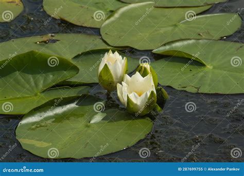 Water Lilly Nymphaea Alba Stock Image Image Of Natural 287699755