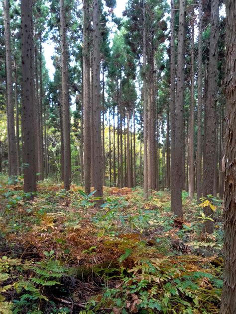 五感を楽しさで満たす 野の花館 日々是写真日