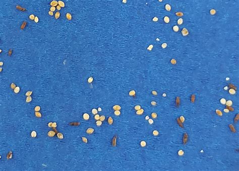 3 New Barn Object Detection Dataset By Aiml Ecochoice