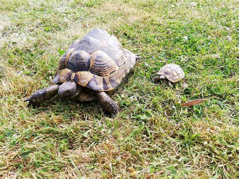 Greek Tortoise Information Care Habitat And Lifespan — Happytortoises