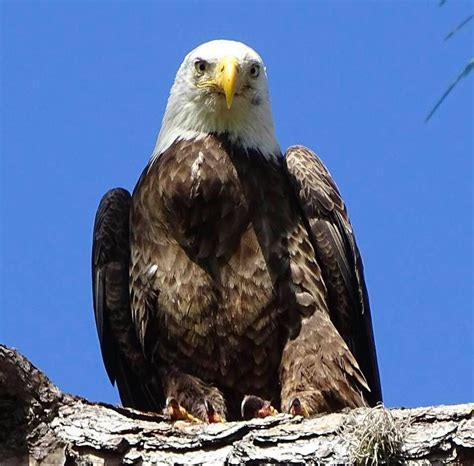 Bald Eagle Dad Etsy