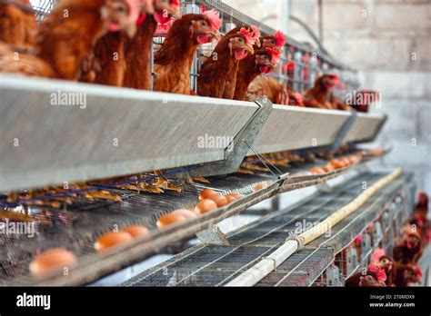 African Entrepreneur Egg Laying Hens Industrial Scale In Multiple Caged Batteries In A Row