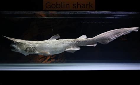 ミツクリザメ 美ら海生き物図鑑 沖縄美ら海水族館 沖縄の美ら海を次の世代へ