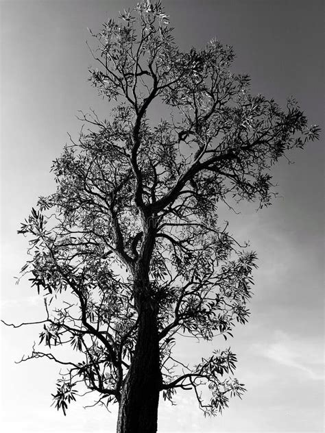 A Tree With Black And White Colour Stock Photo Image Of Tree White
