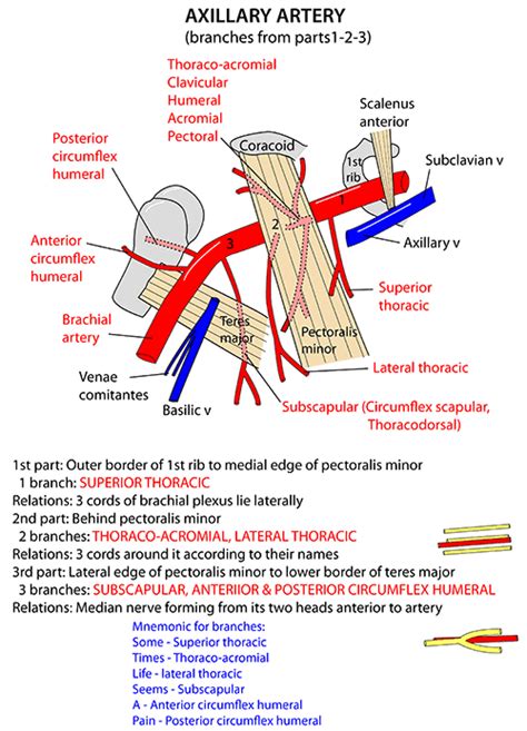 Axillary Artery Mnemonics Epomedicine