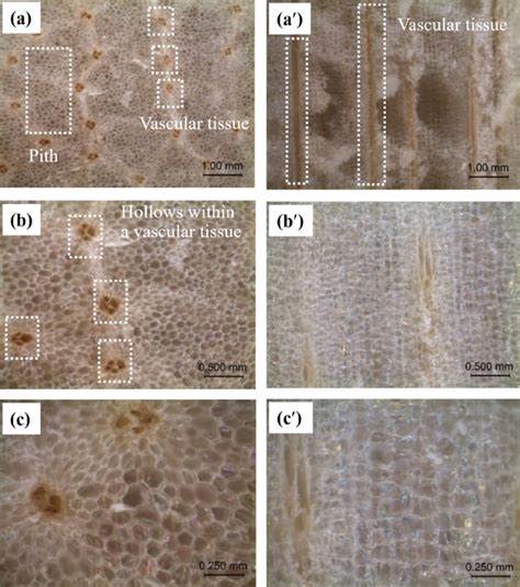 Representative Optical Micrographs Of The DCS RP Showing The Ac Download Scientific Diagram