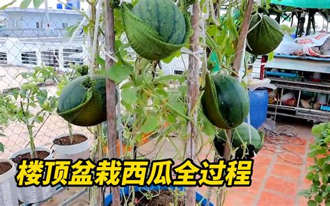 楼顶盆栽西瓜，从种子到收获全过程，简单实用的种植小技巧 种植记 种植记 哔哩哔哩视频