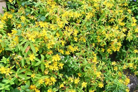 Chinese Hypericum Hypericum Monogynum Flowers Stock Image Image