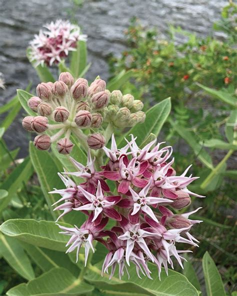 Showy Milkweed Johnsons Nursery Kb