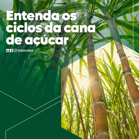 O Ciclo Da Cana De Açúcar Começa Com O Plantio Das Mudas No Solo