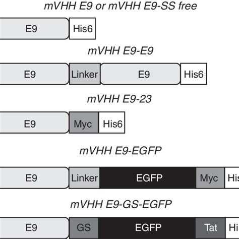 3 Plasmid Map Of The Peaq Ht Expression Vector Essential Elements For