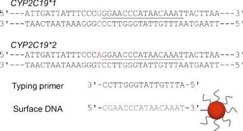 Rapid NakedEye Discrimination Of Cytochrome P450 Genetic Polymorphism