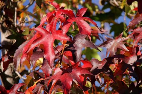 Why Do Plant Leaves Turn Red Global Gardening Secrets