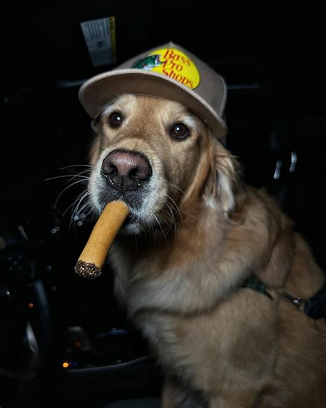 Donut The Golden Retriever On Instagram With Great Rizz Comes Great