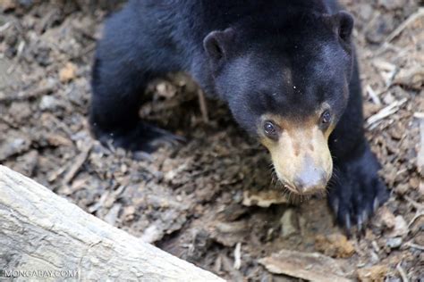 Borneo Sun Bear Sabah Sepilok 0612