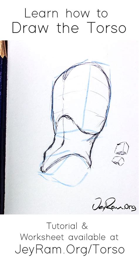 How To Draw The Torso Step By Step Tutorial In Torso Sketch Book Drawing Body Proportions