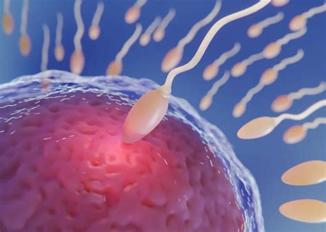 ¿a Qué Edad Deja De Producir Esperma El Hombre Cer Santander