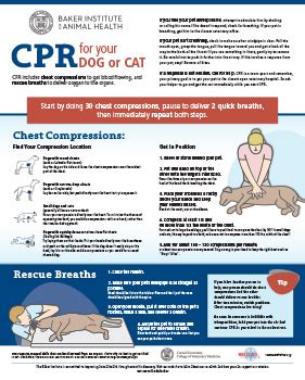 Pet CPR Infographic Just Released Cornell University College Of Veterinary Medicine