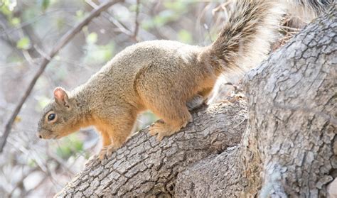 Mexican Fox Squirrel Sciurus Nayaritensis Know Your Mammals
