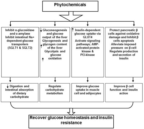 Glut Transporter Table