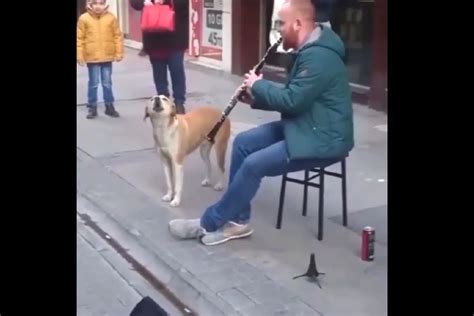 آواز خیابانی؛ جل الخالق همخوانی سگ با قره نی زن رو ببینید ملت شوکه و