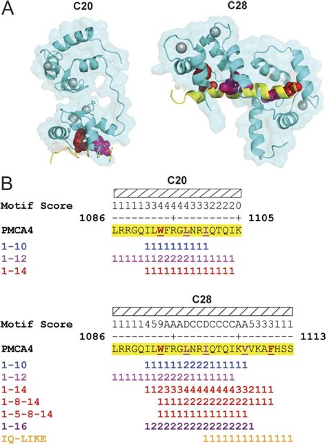 Calmodulation Meta Analysis Predicting Calmodulin Binding Via Canonical Motif Clustering