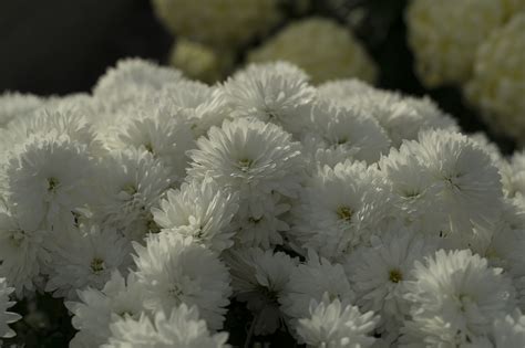 花 菊花 性质 Pixabay上的免费照片