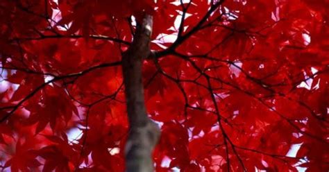 მარიამ მანჯაფარაშვილი პროექტი რევაზ ინანიშვილის მოთხრობის ნეკერჩხლის წითელი ფოთოლი