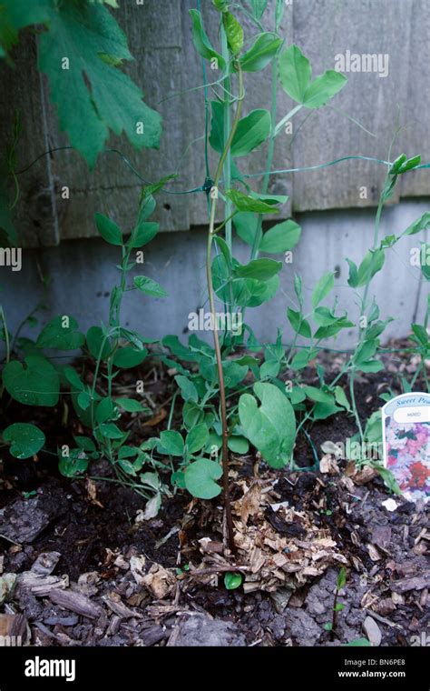 Hedge Bindweed Calystegia Sepium Attacking A Sweet Pea Plant Also